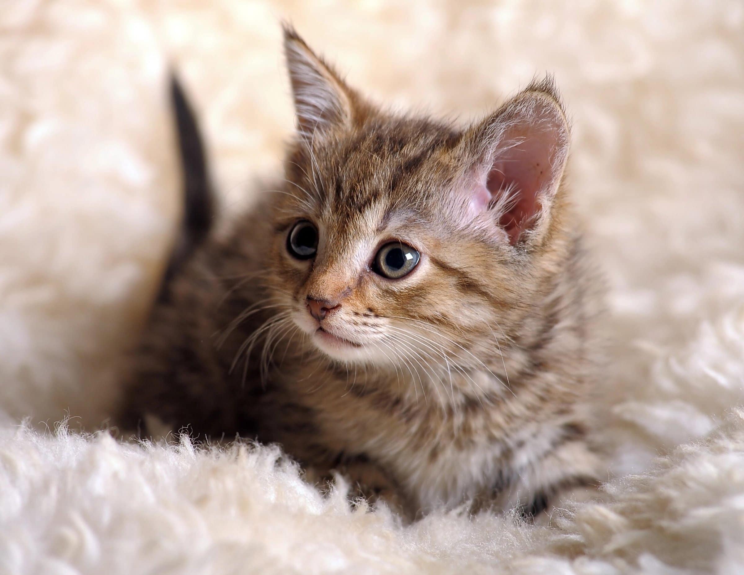 Problems to Watch for in Weaned Kittens – NKC Library