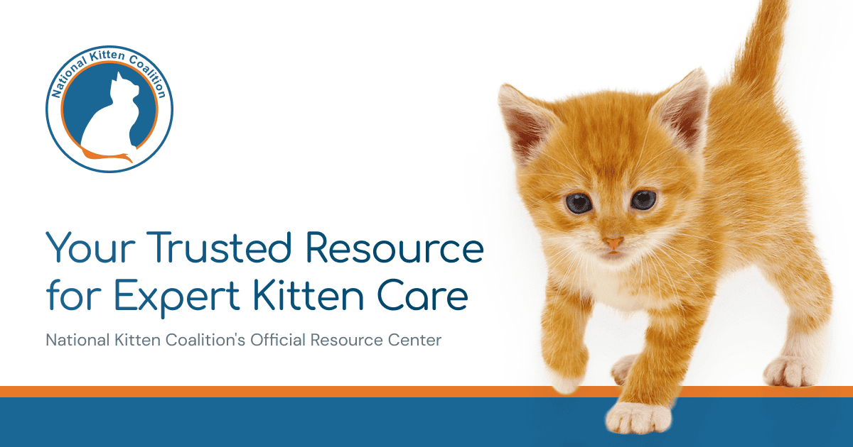 Weaning Kittens – NKC Library