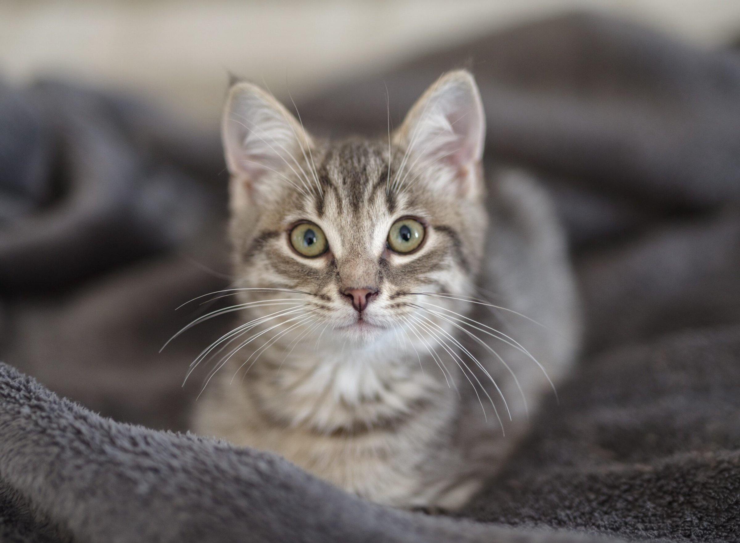 Weaned Kittens - NKC Resource Library